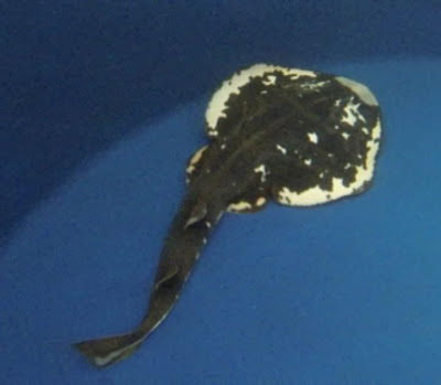 Species New to Science: [Ichthyology • 2013] Magpie Fiddler Ray ...