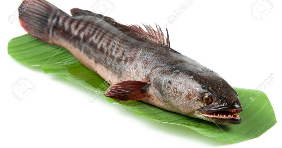 Budidaya Ikan Gabus Pembahasan Dari A Sampai Z - Melek Perikanan