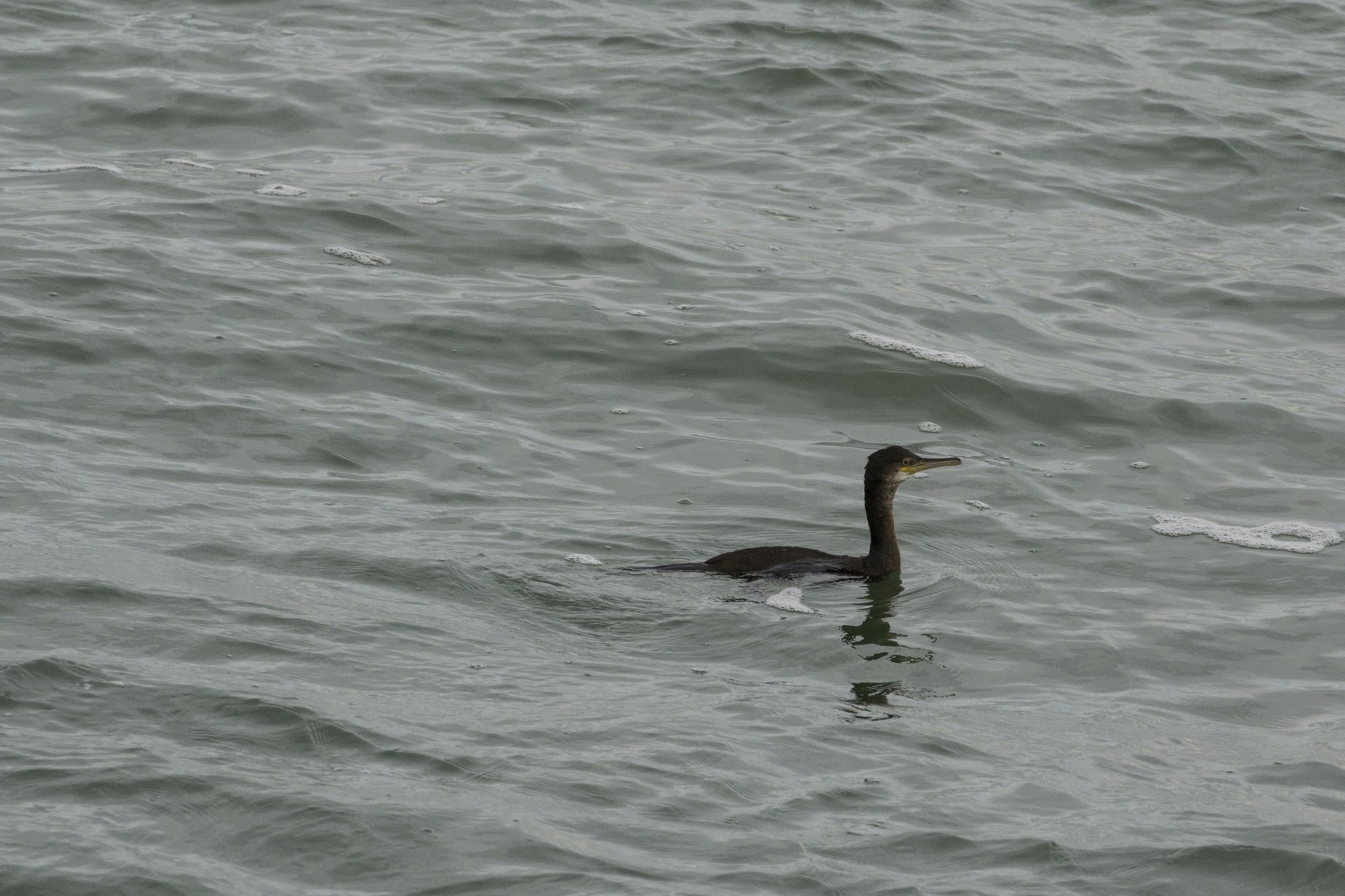 CDN NATUUR FOTOGRAFIE: VAN BRUINVIS NAAR VALE GIERZWALUW