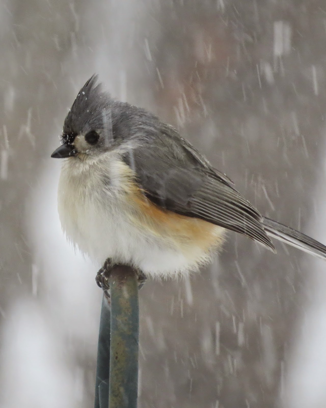 Things with Wings: Snowy Birds