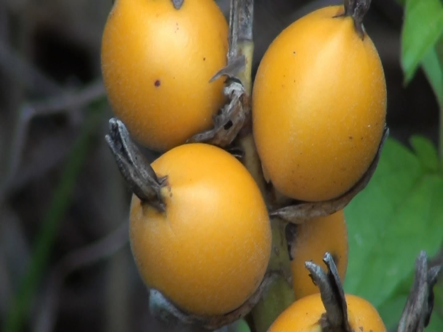 Blog do Facó: CARANGUATÁ OU GRAVATA É UMA FRUTA DE ORIGEM NACIONAL