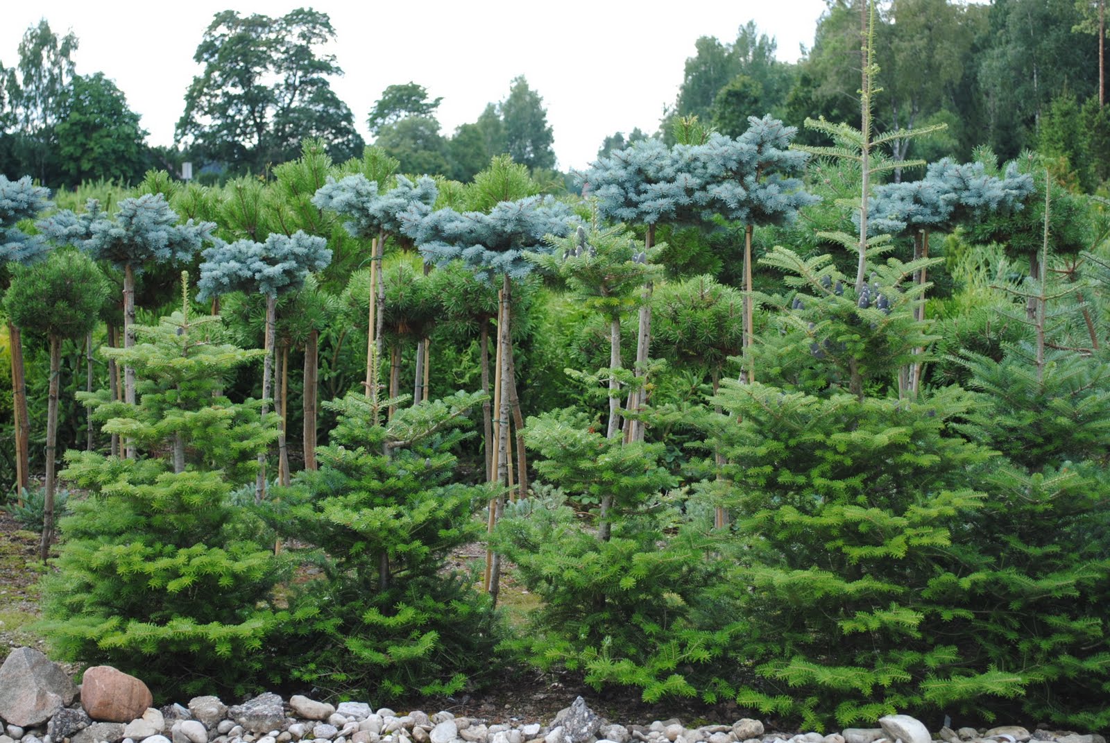 AnneAed: NURGA PUUKOOL