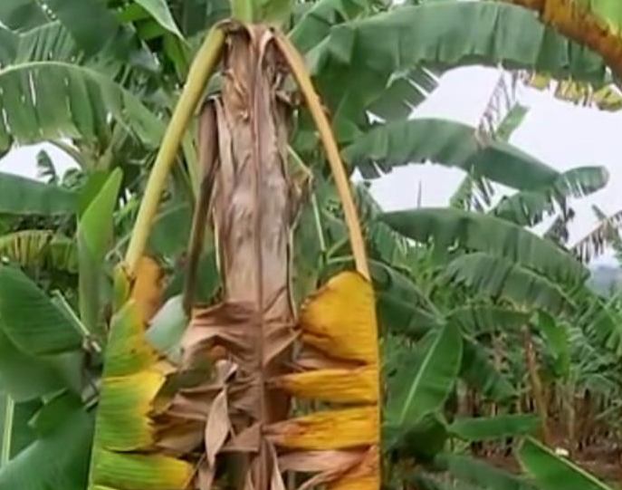 BANANA FRUIT: Symptoms of Panama disease