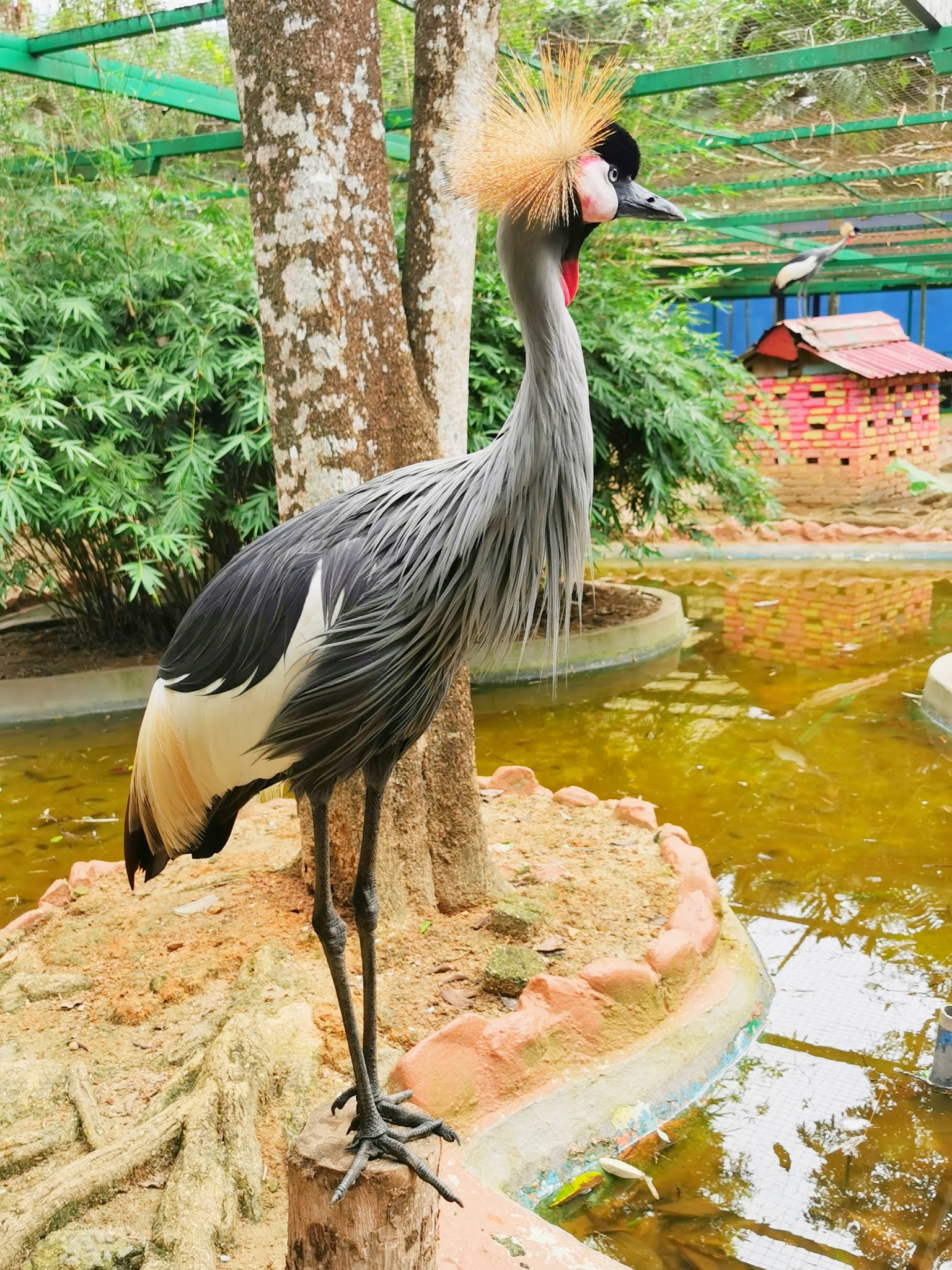 Langkawi Must Visit - Langkawi Wildlife Park