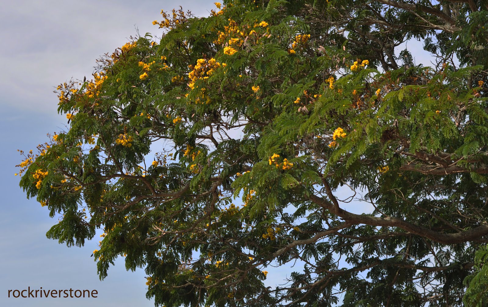 rockriverstone: Yellow Flame Tree - Pokok Batai Laut (Peltophorum ...