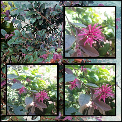 Berbudi Pada Tanah: July 2011