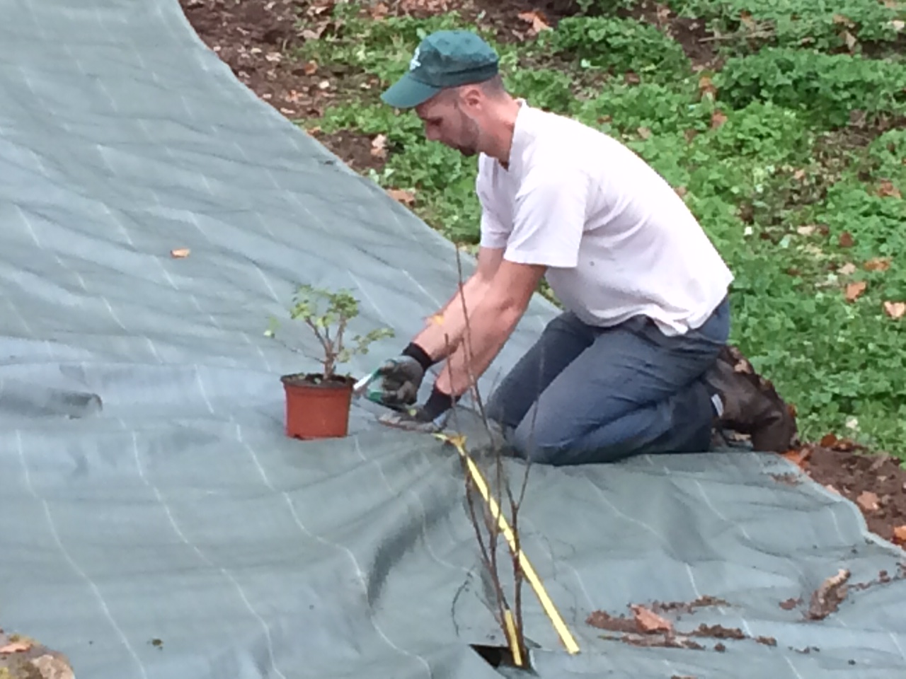 Verger Conservatoire du Val de Seine: Plantation d''arbustes à fruits ...