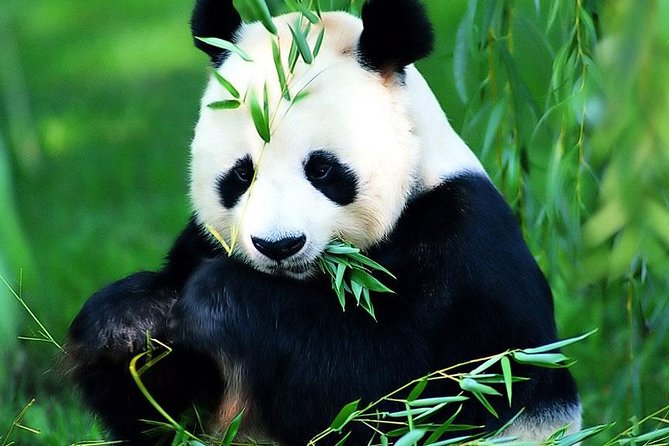 ANIMALS TIME : Panda (Gallery 2)