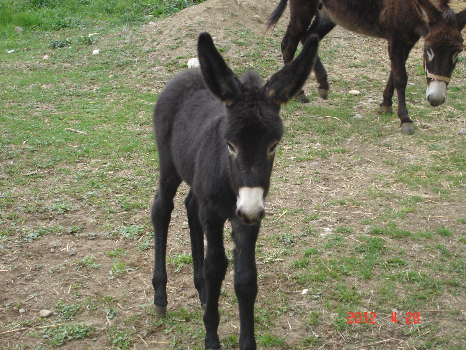 Mi casa rural en Gerbe: También podemos visitar un Borrico vecino.