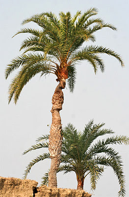 Get Much Information: Trees & Flowers - 1