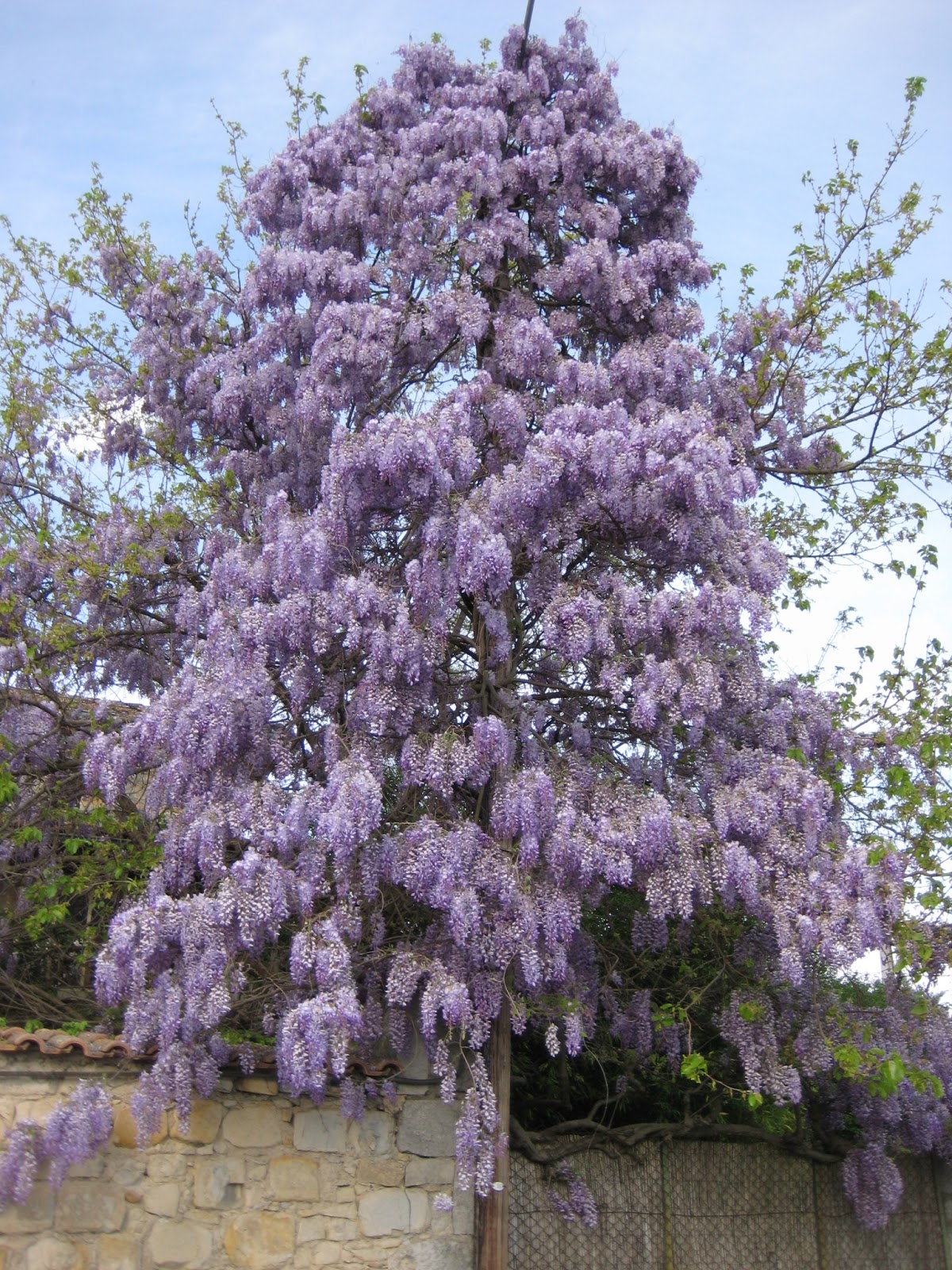 GLICINIA ( Wisteria sinensis ) - El Jardín de Elbe