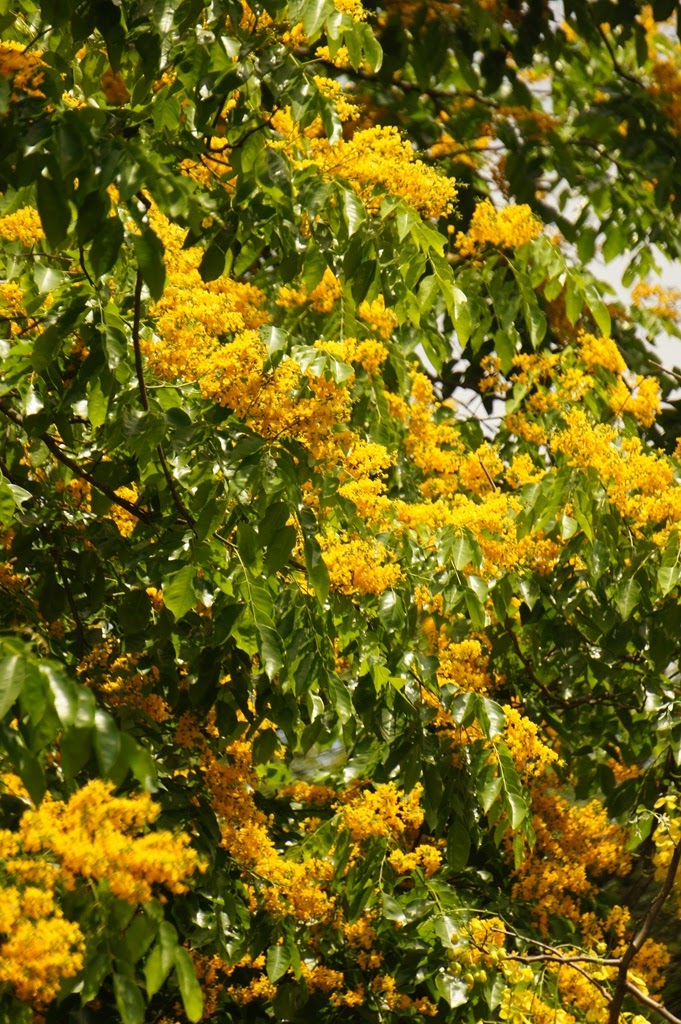 OUR PHILIPPINE TREES: It was Sunshine for a Day!