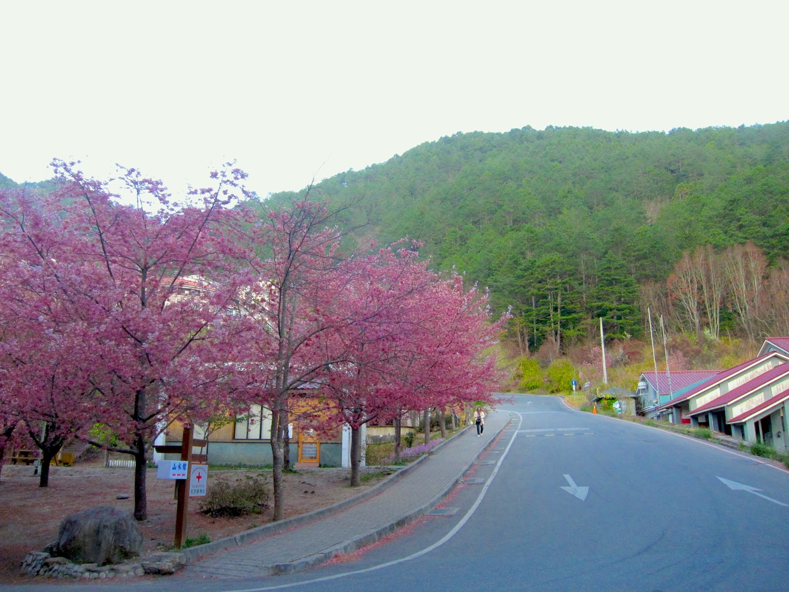 GEAR UP, GET OUT: Trip Report: Xueshan (Snow Mountain), Taiwan