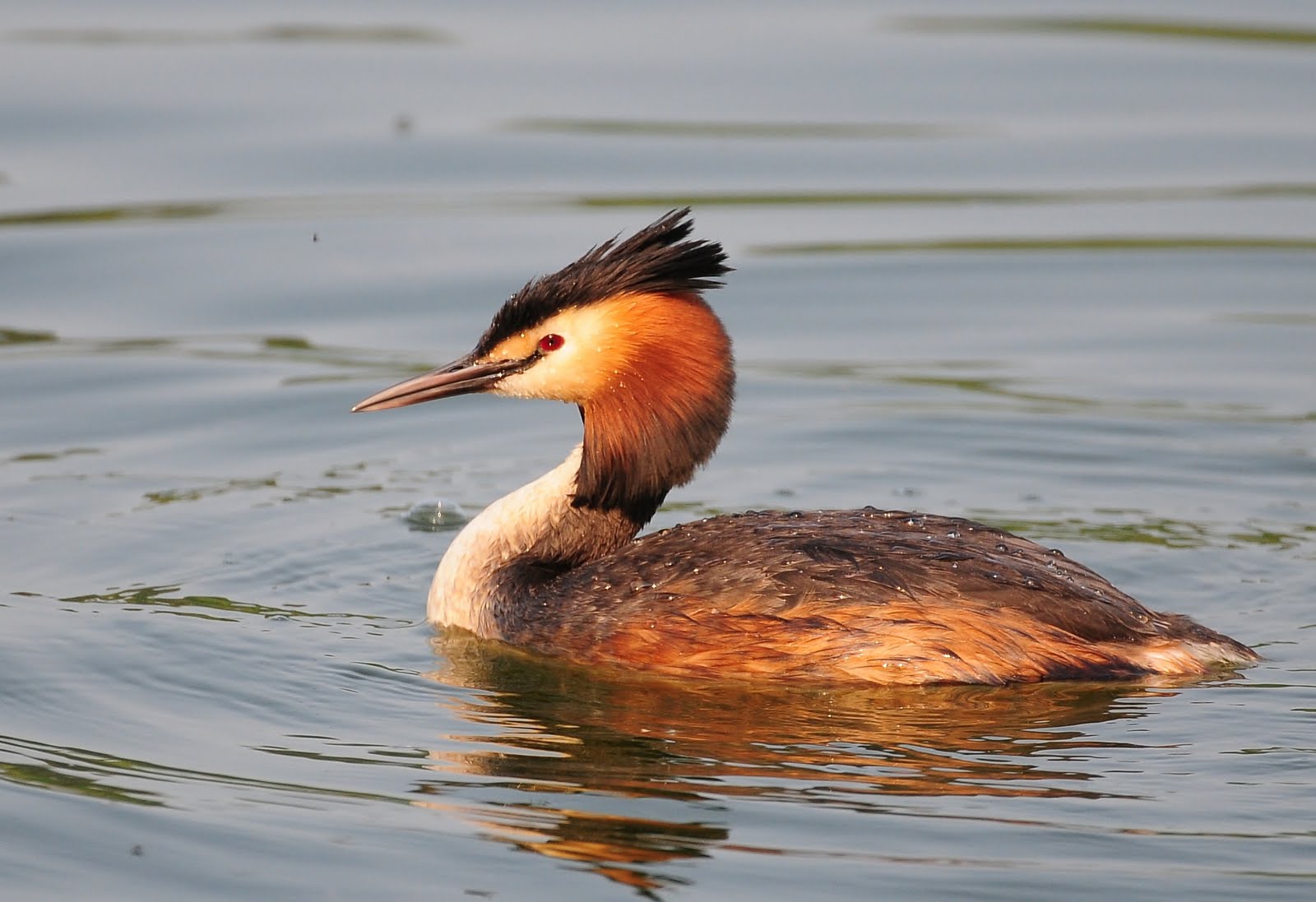 British Wildlife Photography: Great Crested Grebe
