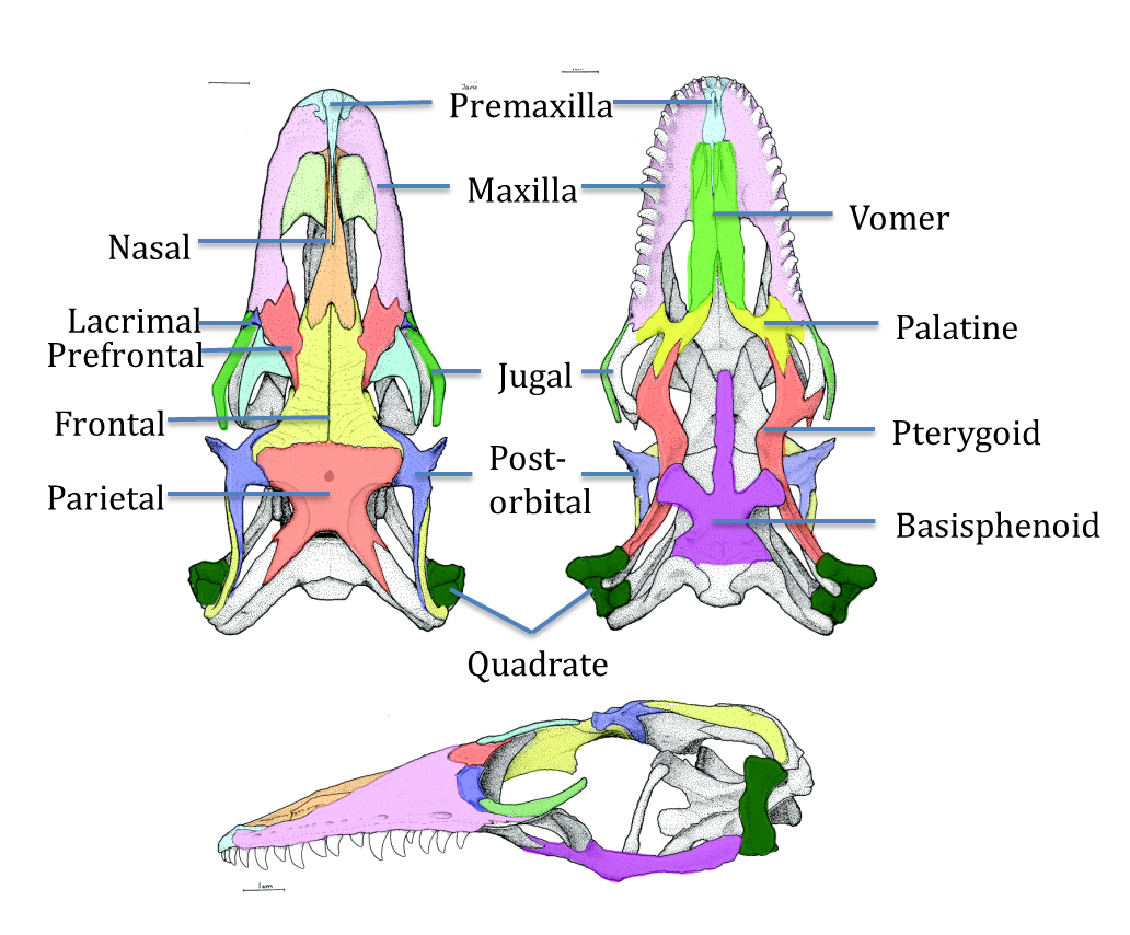 Biology of the Reptilia: Lab 5: Lepidosauria Part 1: Sphenodontida and ...