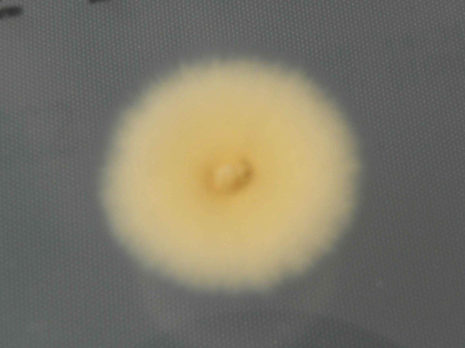 ATLAS MICOLOGIA: TRICHOPHYTON INTERDIGITALE