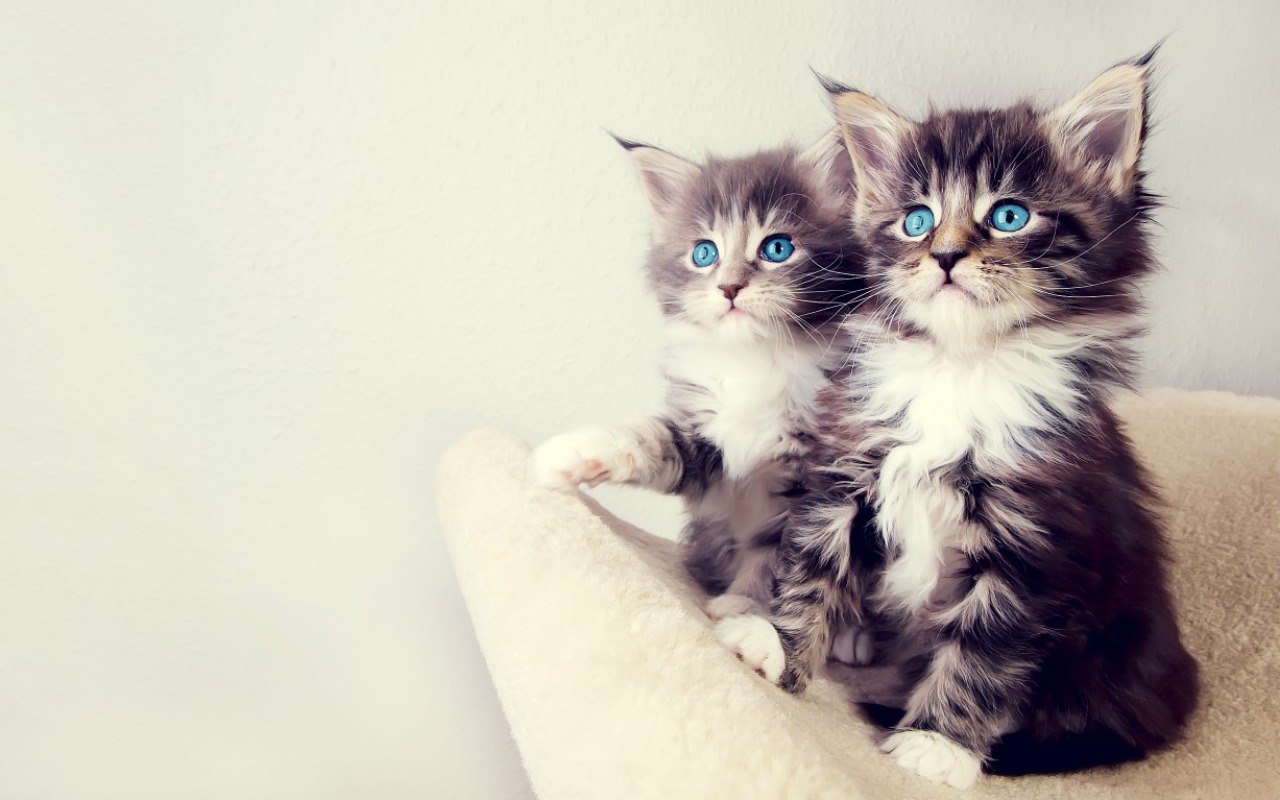 Ma ajutati cu ceva? Gasiti niste poze rare si frumoase cu diverse ...