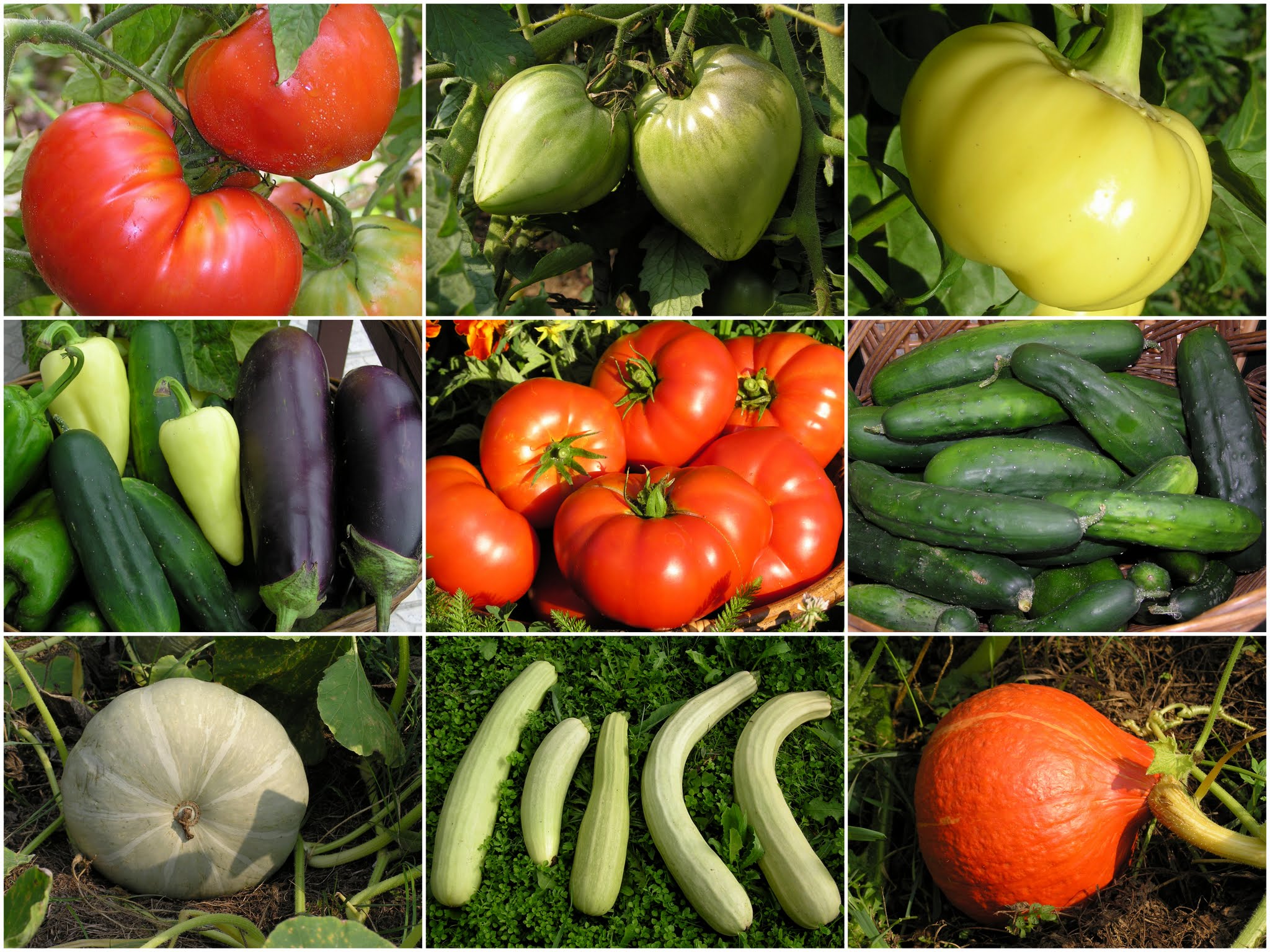 Stara vrtlarica: Četveropoljni povrtlarski plodored