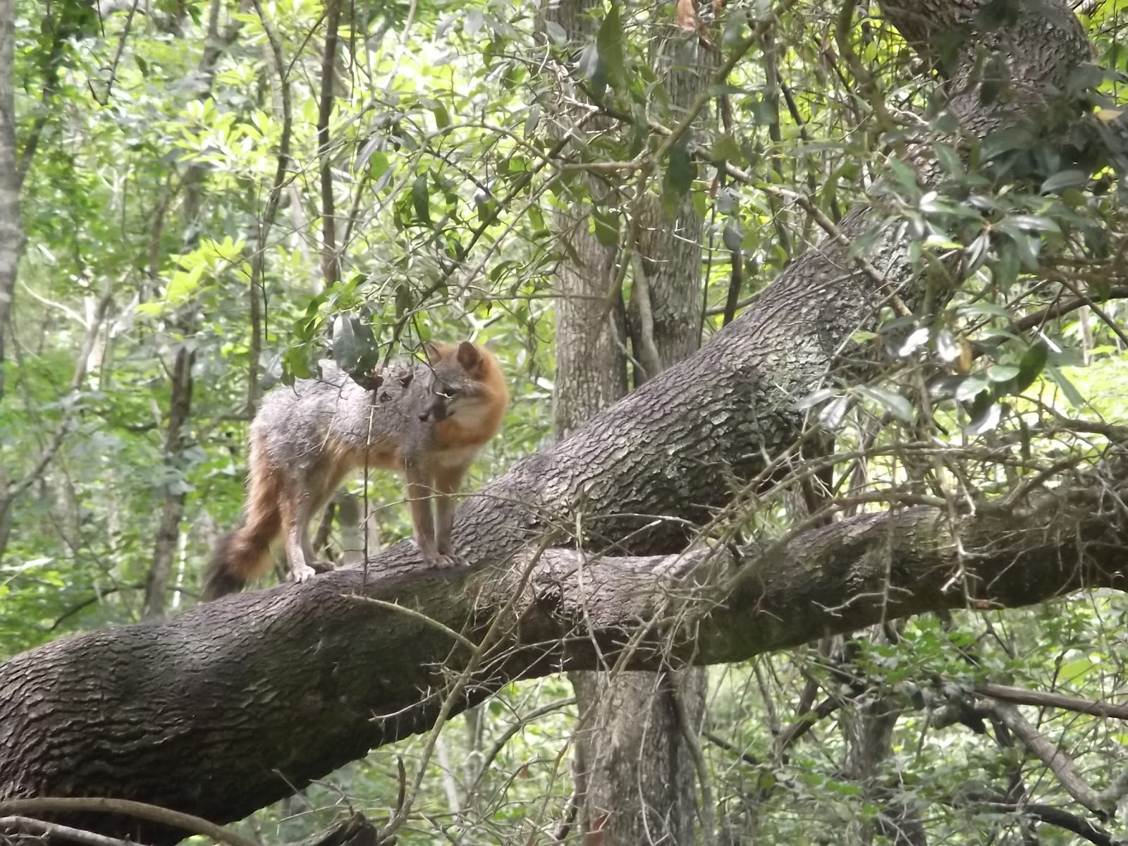 The Natural World: The Fauna of South Carolina: Cetaceans, Foxes and Otters