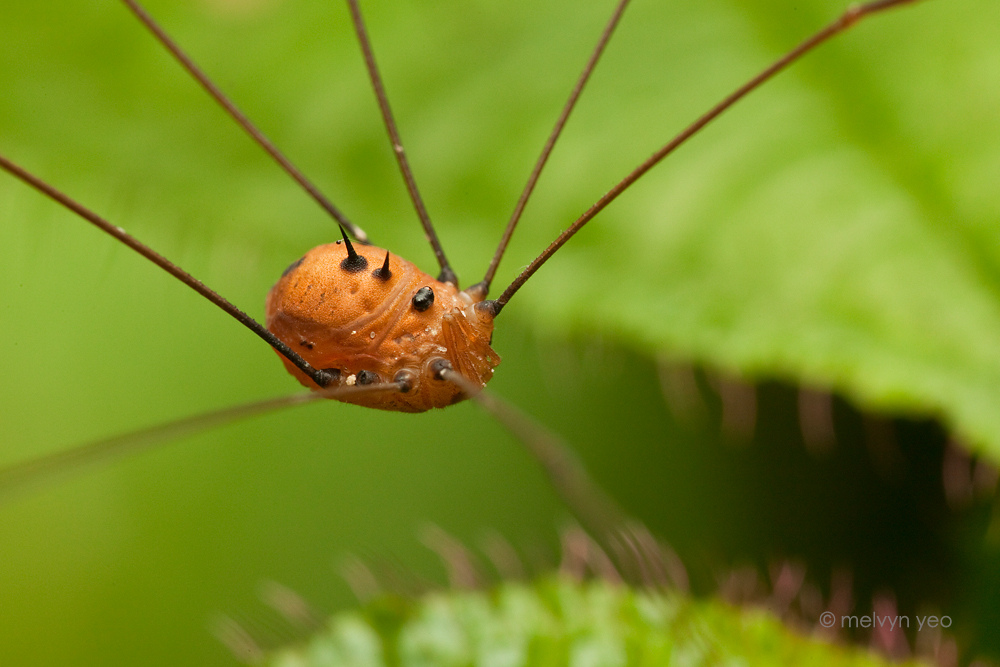 Melvyn's Photography: Harvestman, Opiliones