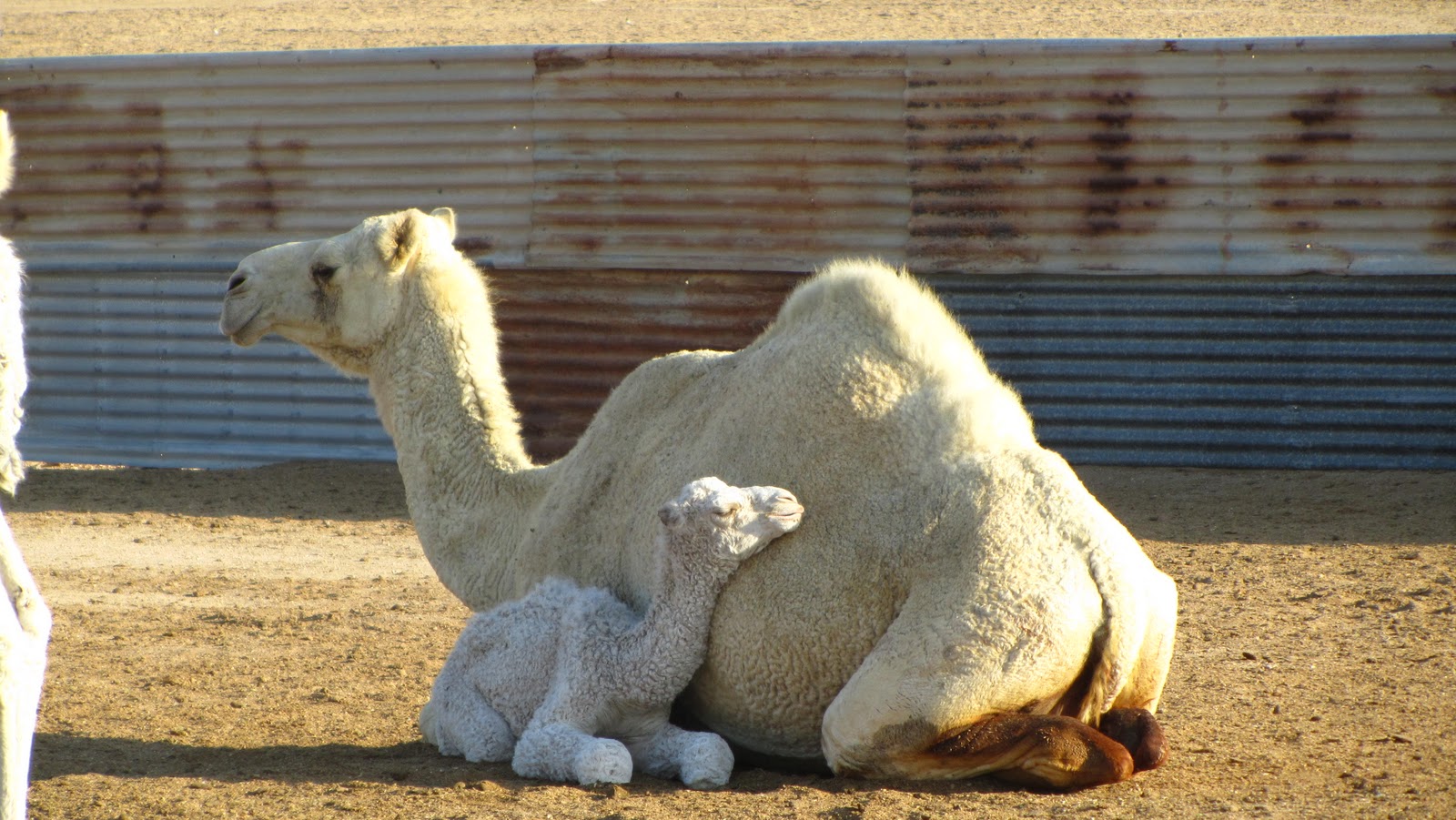 Spirited Wanderings: January 2012