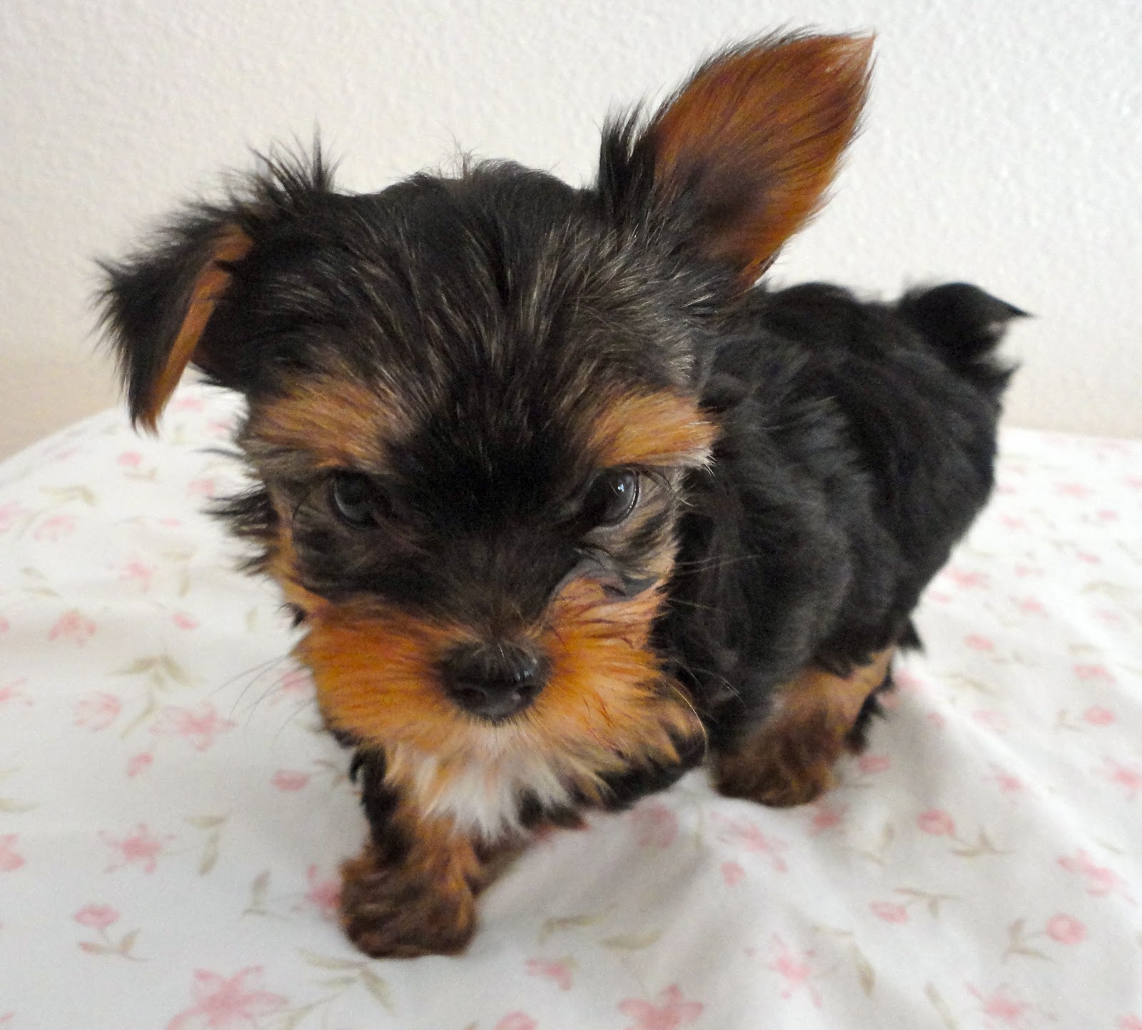 Courtney's AKC Yorkies: Puppies 7 weeks old!
