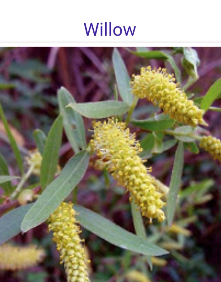 AmericaTocopilla: VI GRUPO FLORES DE BACH: WILLOW