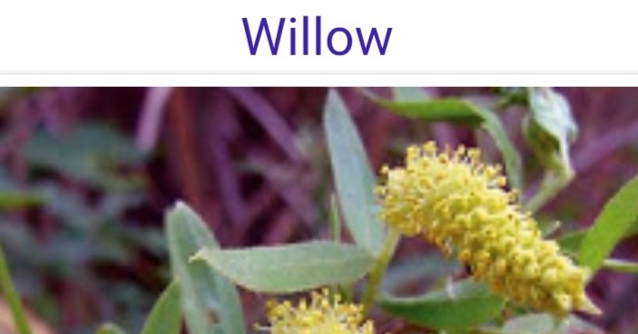 AmericaTocopilla: VI GRUPO FLORES DE BACH: WILLOW