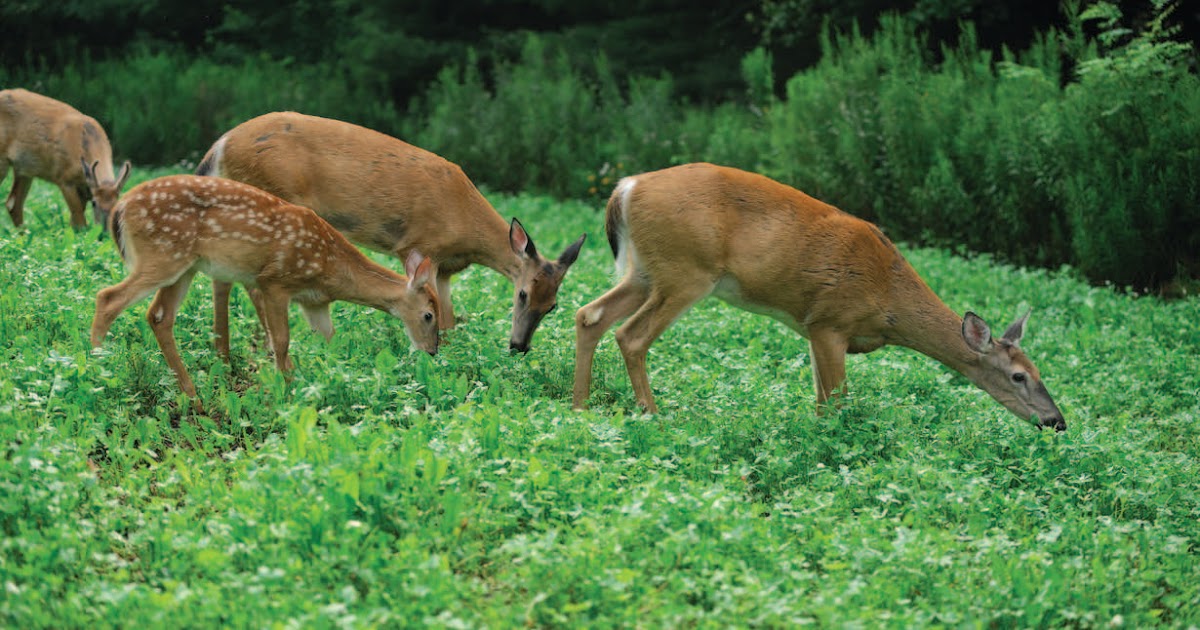 Whitetail Institute: Why the Spring/Early Summer Period is Most ...