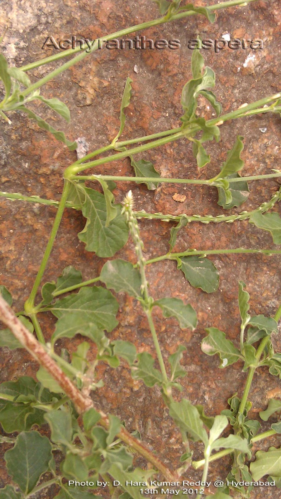 Medicinal Plants: Achyranthes aspera, Apamarga, Nayuruvi, Chirchita