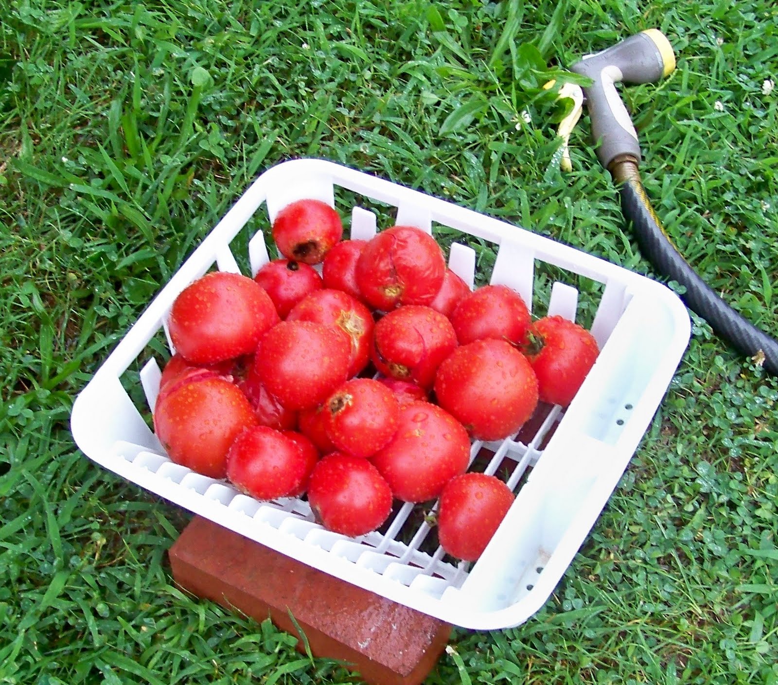 Delmarva Gardener: Tomato Tutorial