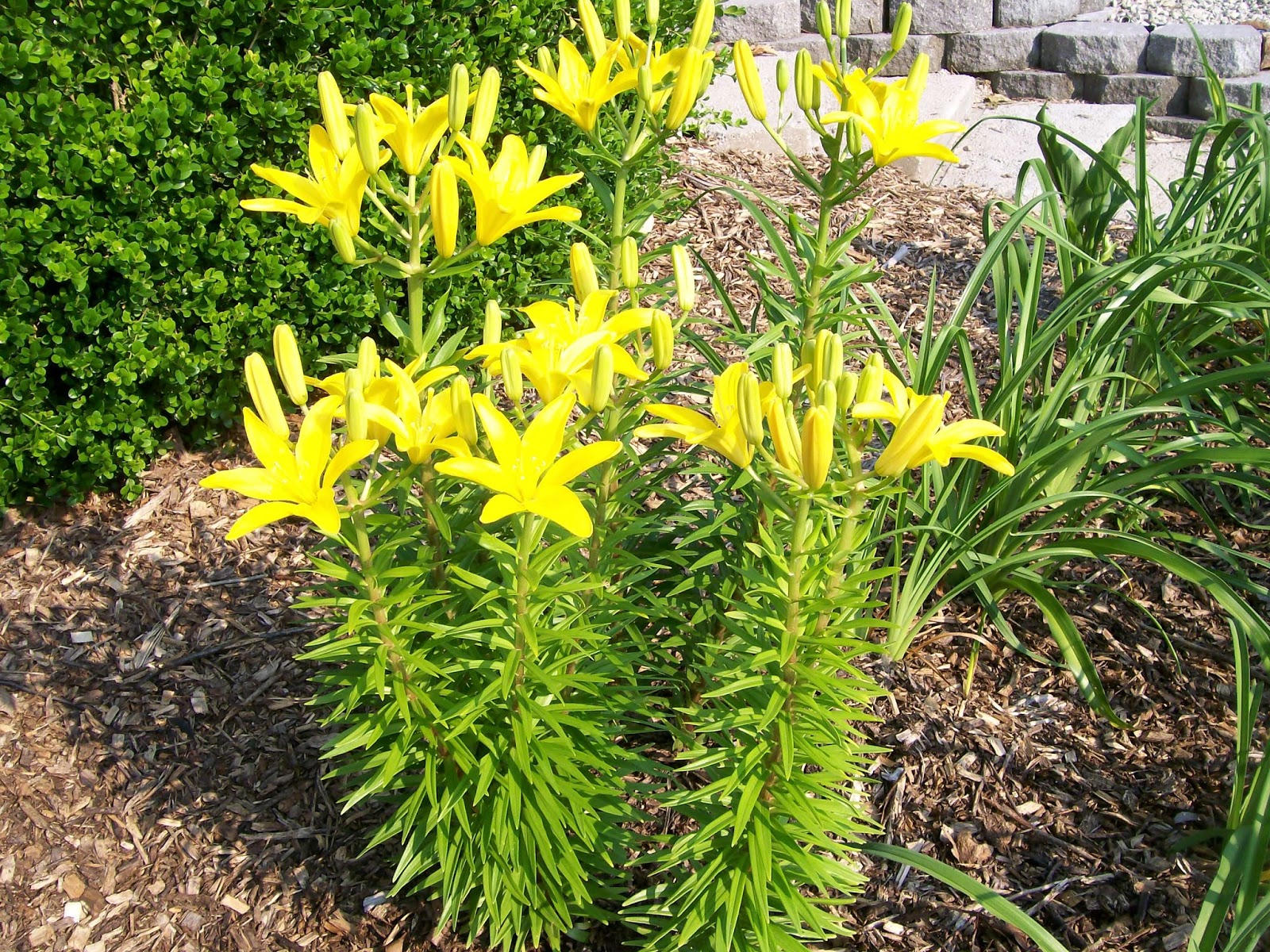 Intuitive Value: Spring to Mid-Summer Garden and Landscape