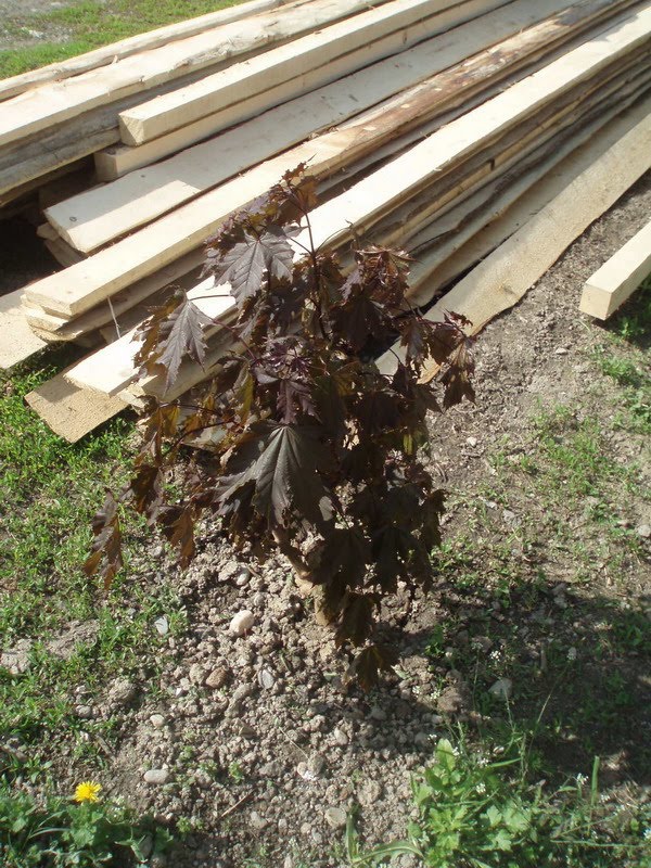 Blogul Simonei: Arțar canadian. Retrospectivă 1