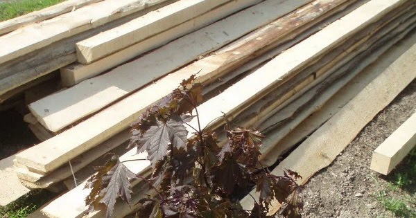 Blogul Simonei: Arțar canadian. Retrospectivă 1