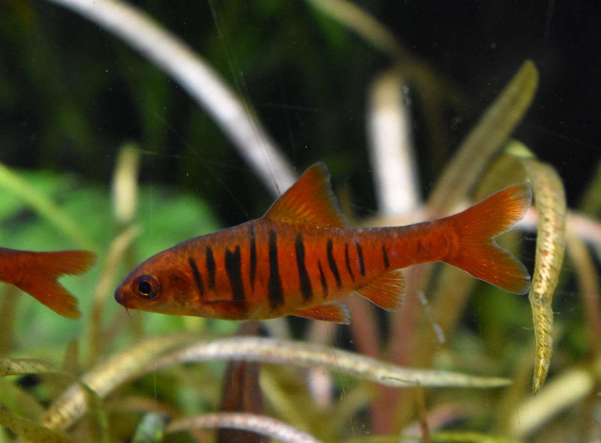 ZOOTOGRAFIANDO (6.100 ANIMALS): BARBO BANDEADO AFRICANO / AFRICAN ...