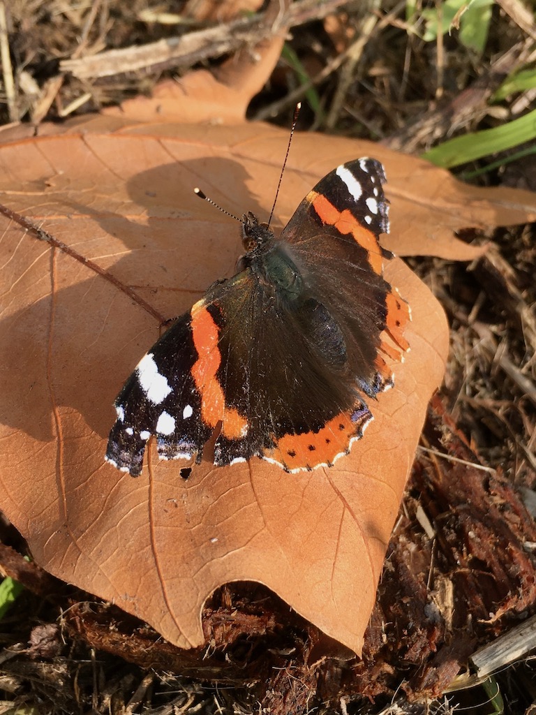 Nature and Weather in SE England: November birds and insects