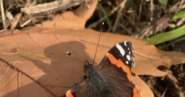 Nature and Weather in SE England: November birds and insects