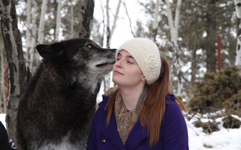 White Wolf : Get Up Close and Personal with Wolves at Colorado Wolf and ...