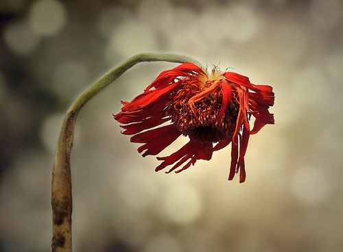 Zien Mil Mitos: ZMM: FLOR MUSTIA