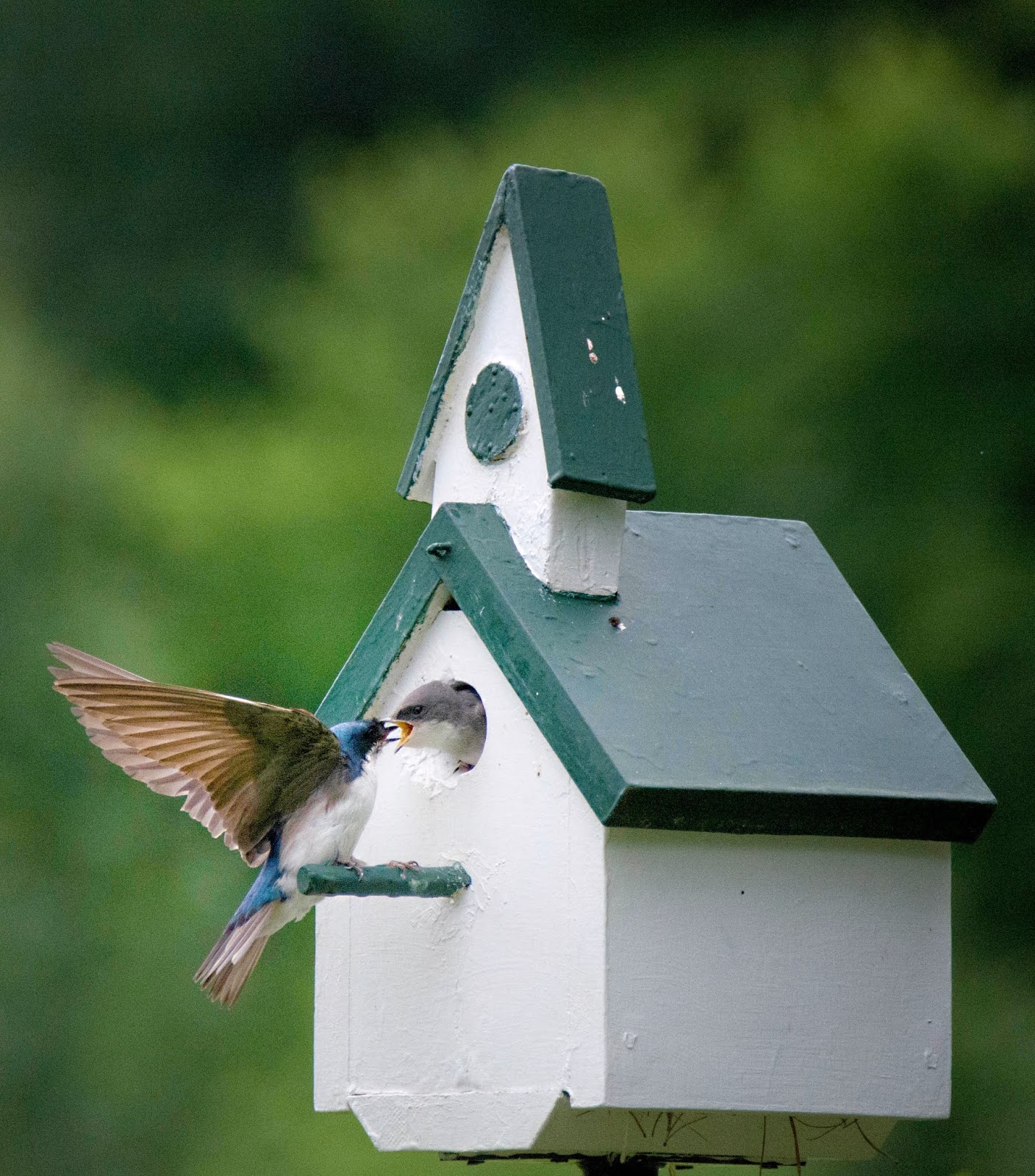 Carol's View Of New England: Tree Swallows