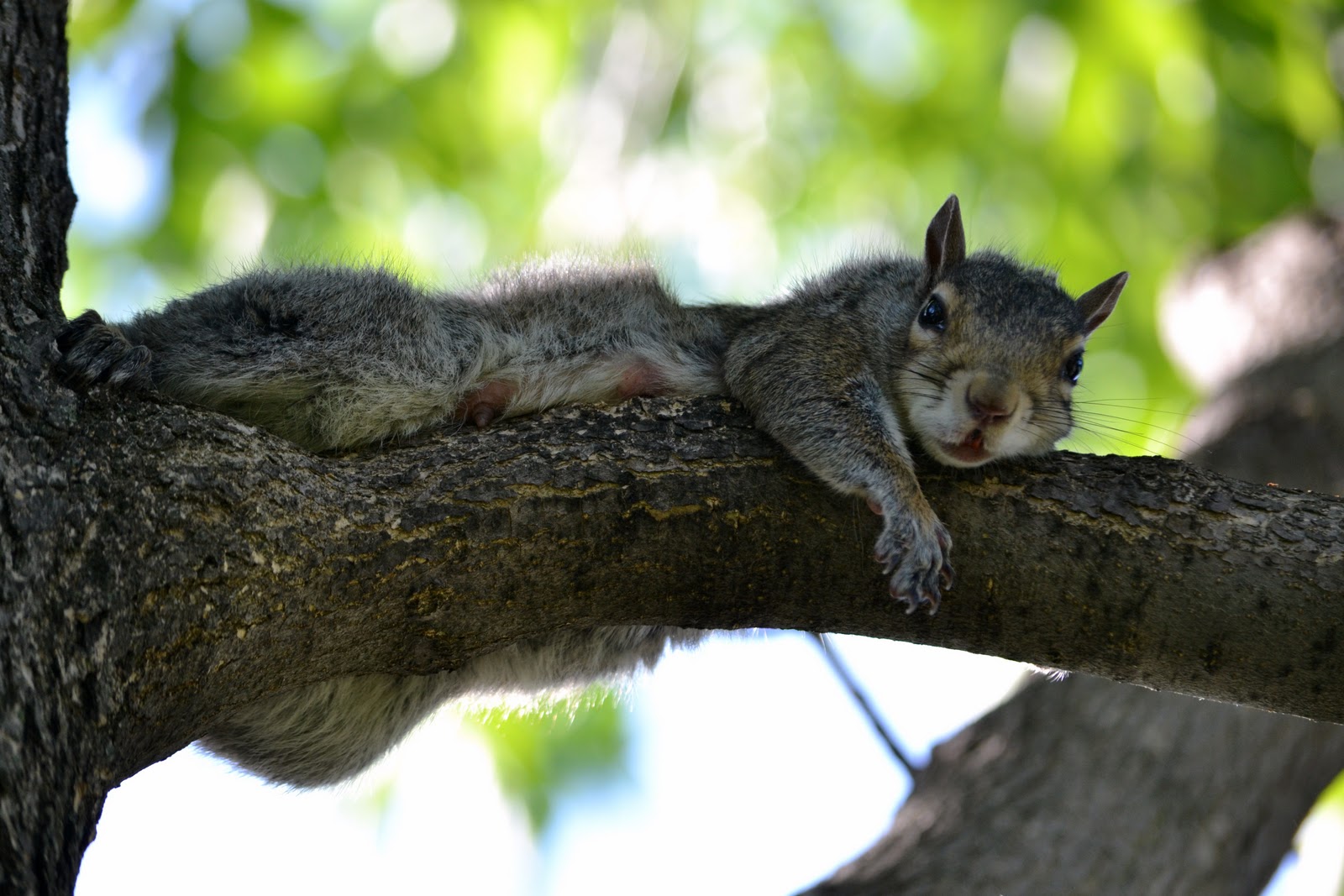 Life-n-Beauty Photography: Several Species of Small Furry Animals