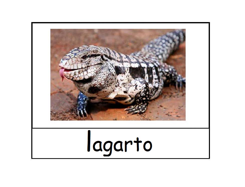 El Jardín de los Sueños: Colección imágenes educativas