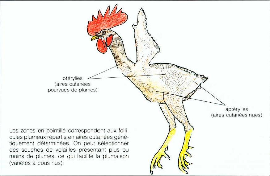 le monde d'élevage: l'anatomie des volailles