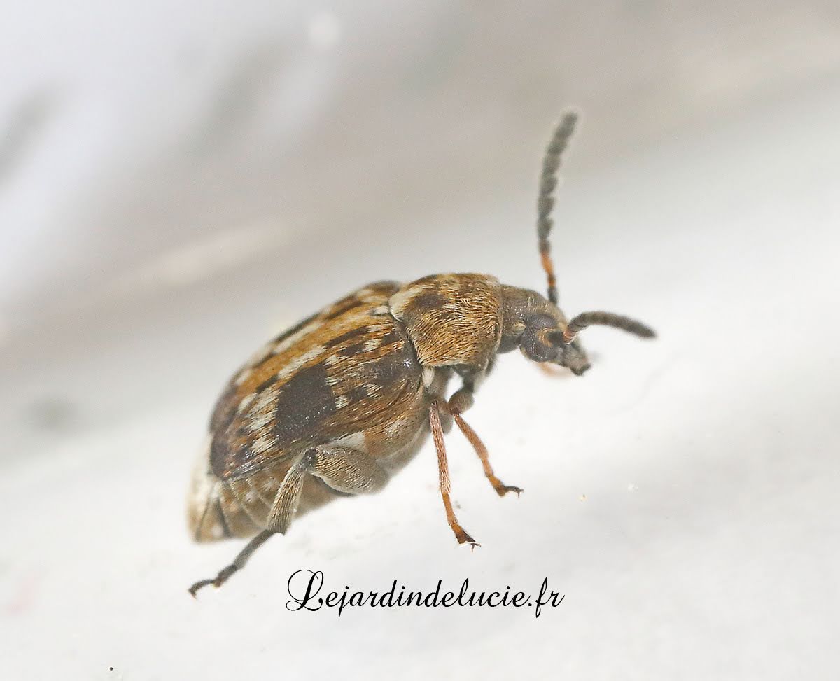 Bruchidius bimaculatus une des bruches les plus colorées