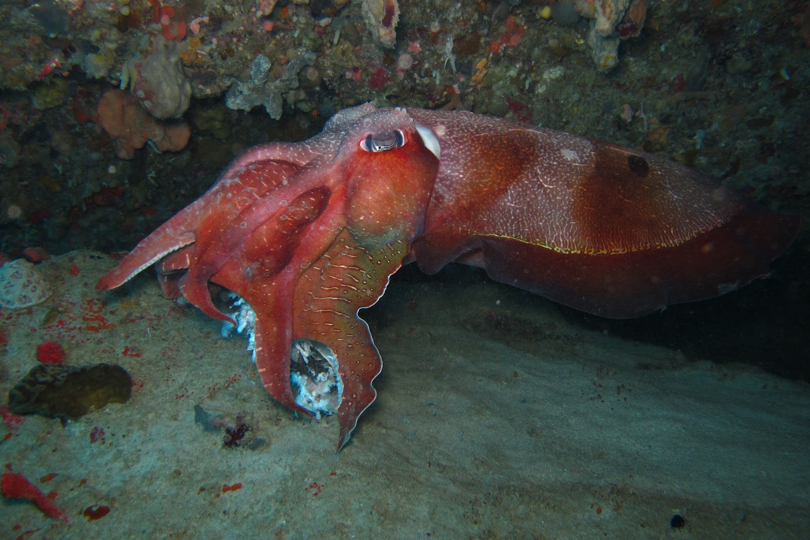 BillsDiving: Giant Australian Cuttlefish