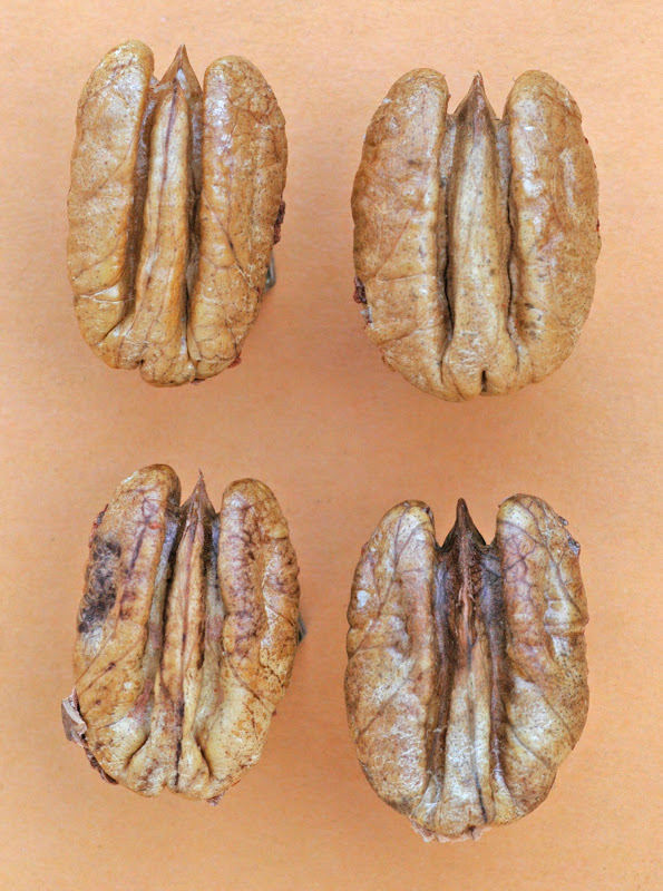 Northern Pecans: Pawnee kernel defects caused by drought