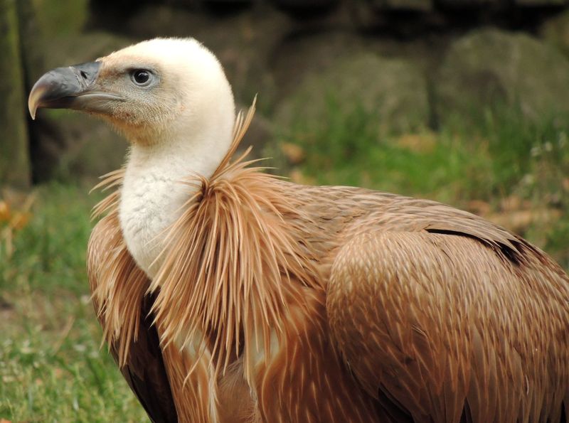 Fascinated by Vultures: 174 days old Eurasian Griffon Vulture fledgling