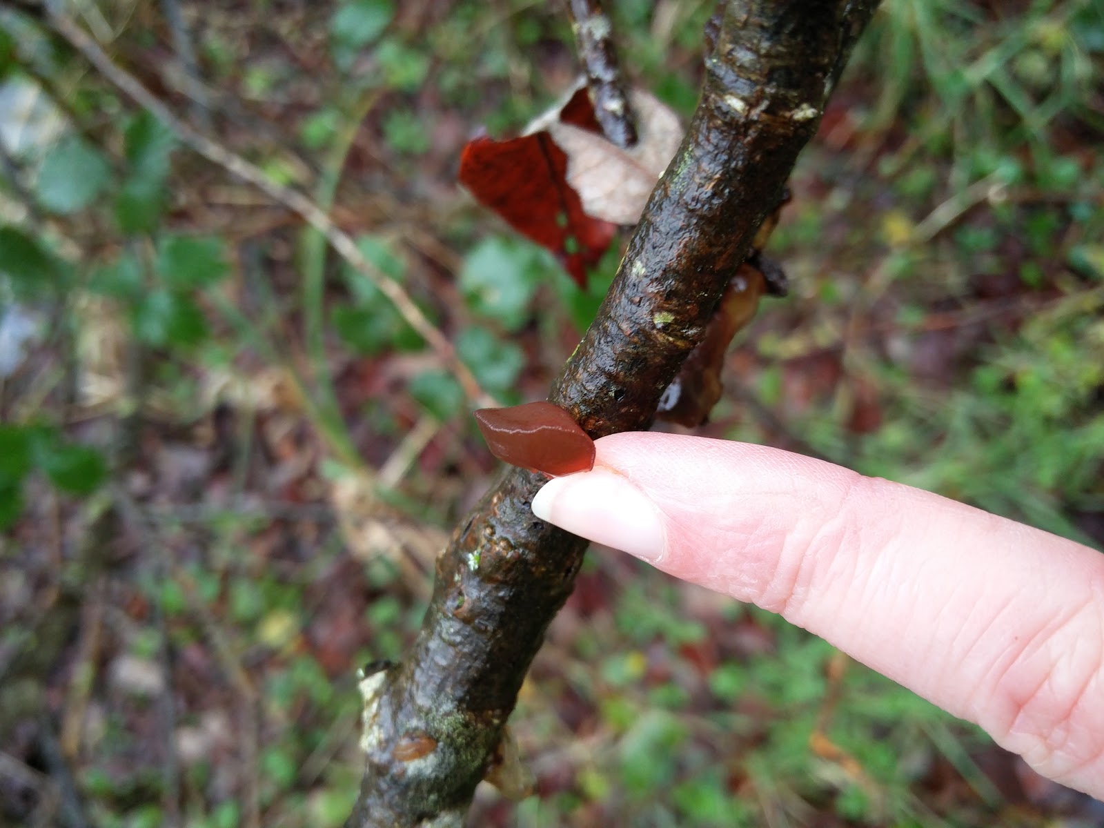 Misidentifying Fungi: Now that's what I call a brown blob