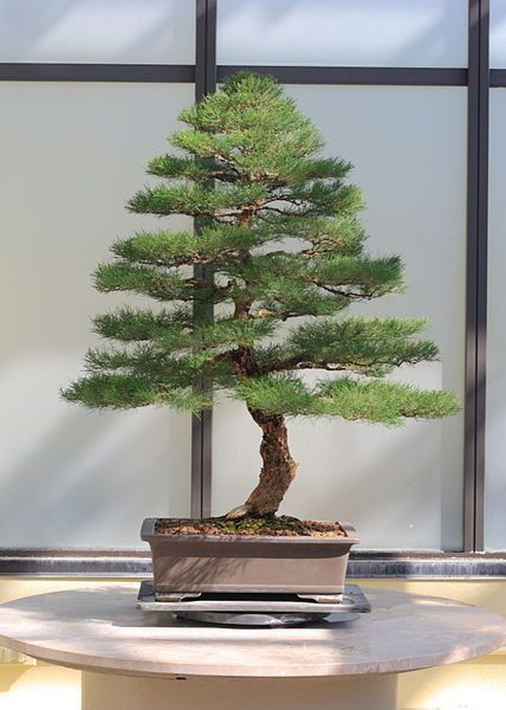 45+ Unique Bonsai Trees Gardening Ideas For Backyard | ARA HOME