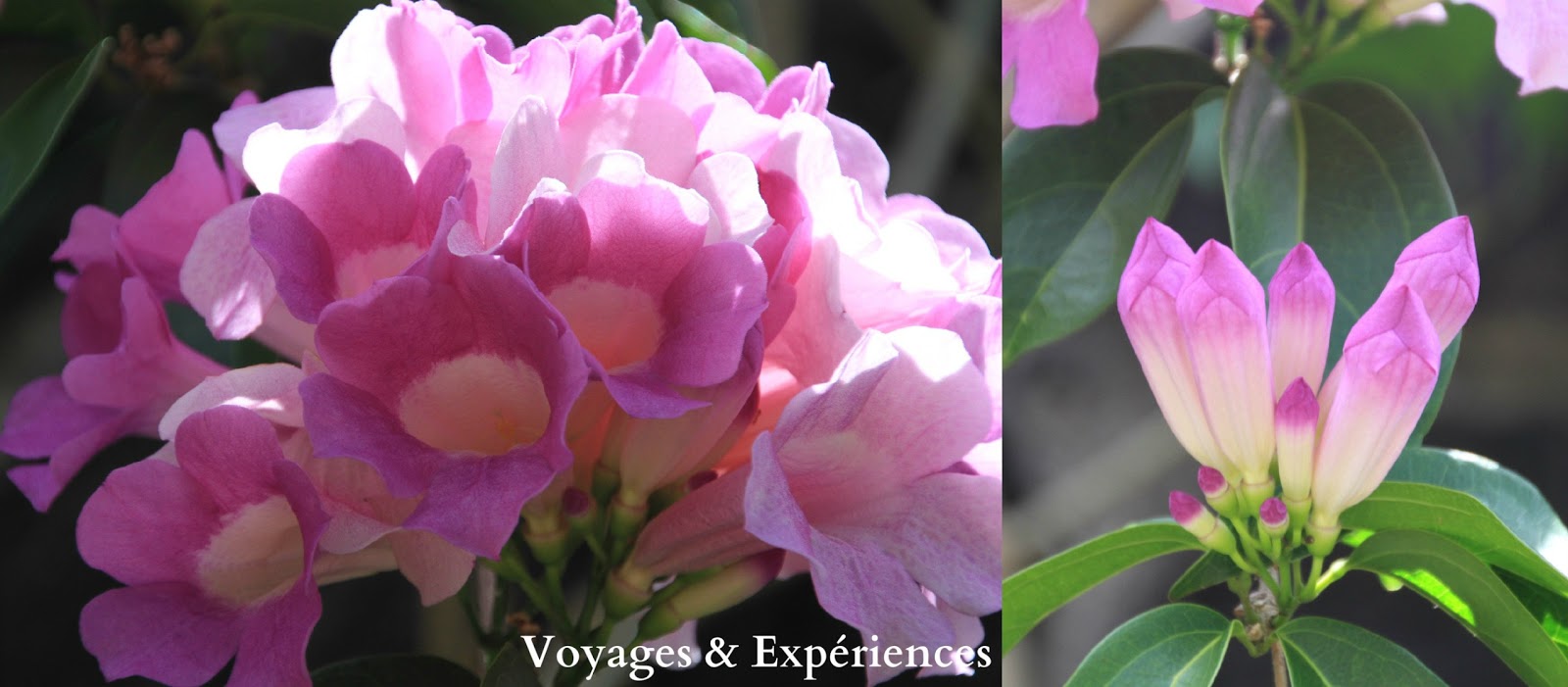 Voyages et Expériences : Fleurs de l'Ile Maurice: Beautés de la nature!